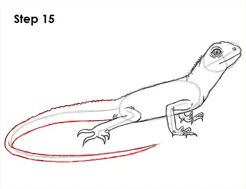 How To Draw A Lizard VIDEO Step by Step Pictures