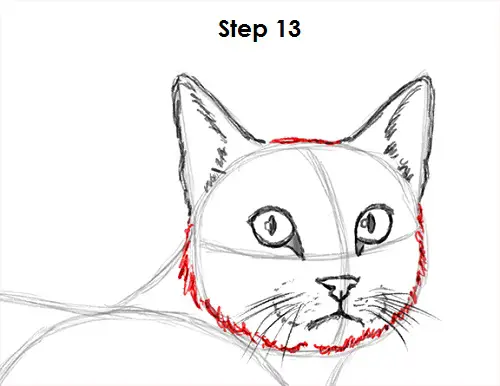 How To Draw A Cat Tabby 