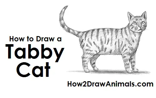 How To Draw A Cat Tabby 