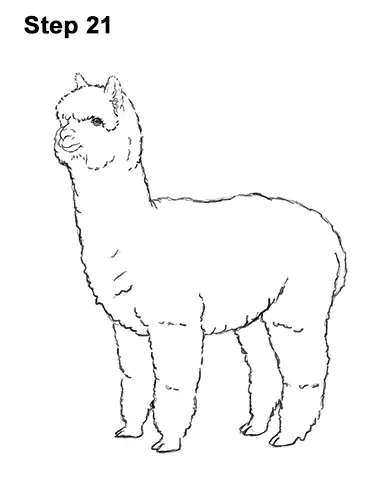 How to Draw an Alpaca VIDEO & Step-by-Step Pictures