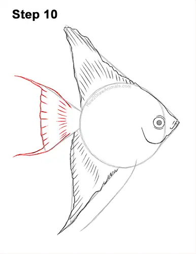 How to Draw an Angelfish VIDEO & Step-by-Step Pictures