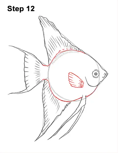How to Draw an Angelfish VIDEO & Step-by-Step Pictures