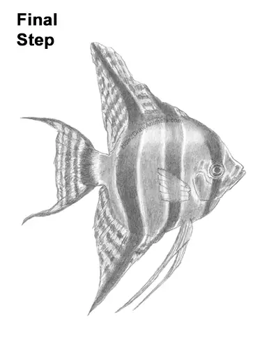 How to Draw an Angelfish VIDEO & Step-by-Step Pictures