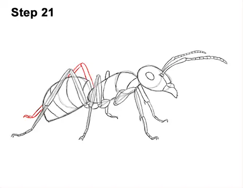 How to Draw an Ant