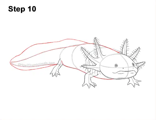 How to Draw an Axolotl VIDEO & Step-by-Step Pictures