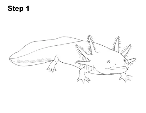 How to Draw an Axolotl VIDEO & Step-by-Step Pictures