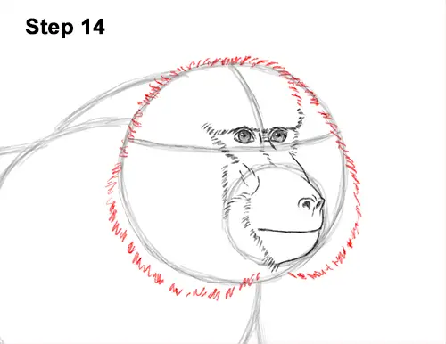 How to Draw a Baboon VIDEO & Step-by-Step Pictures