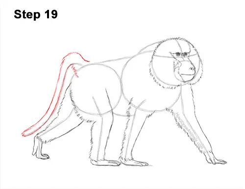 How to Draw a Baboon VIDEO & Step-by-Step Pictures