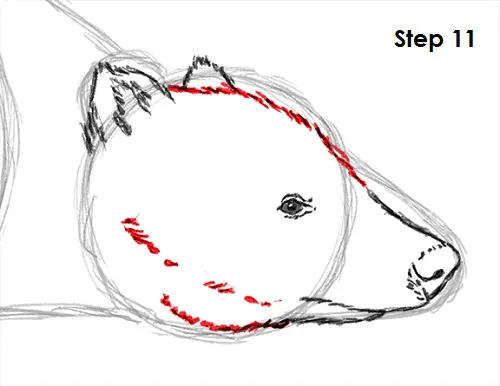 How to Draw a Badger