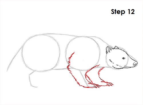 How to Draw a Badger