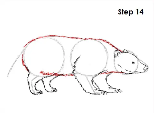 How to Draw a Badger