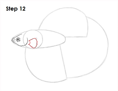 How to Draw a Betta Fish