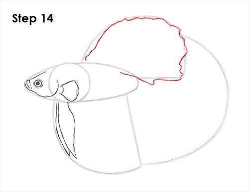 How to Draw a Betta Fish