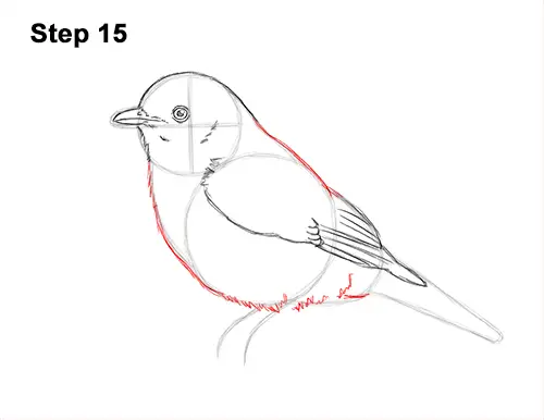 How to Draw a Bluebird VIDEO & Step-by-Step Pictures
