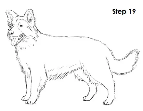 How To Draw A Border Collie