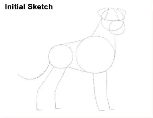 How to Draw a Boxer Dog