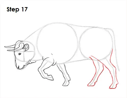 How to Draw a Bull