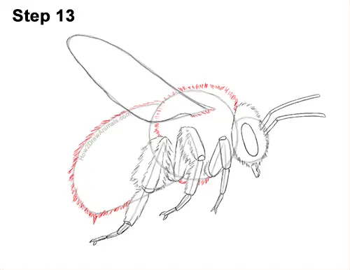 How to Draw a Bumblebee VIDEO & Step-by-Step Pictures
