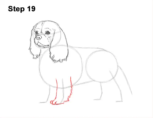 How to Draw a Cavalier King Charles Spaniel VIDEO & Step-by-Step Pictures