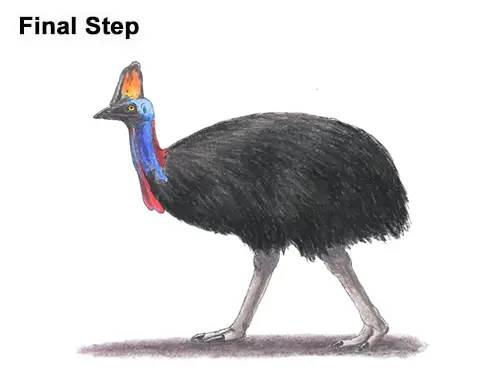 How to Draw a Cassowary VIDEO & Step-by-Step Pictures