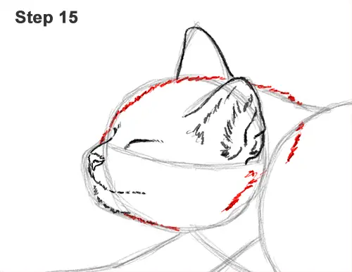 How to Draw a Cat (Stretching)