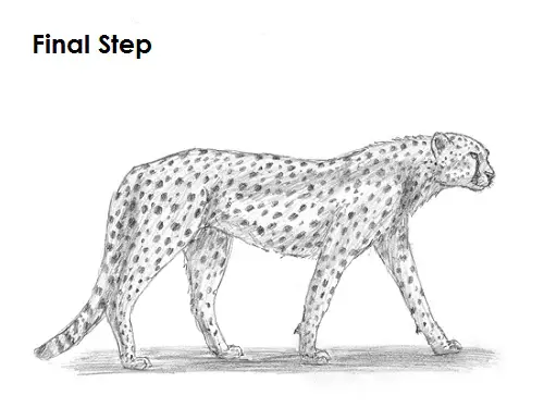 How to Draw a Cheetah
