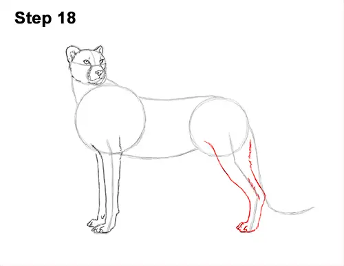 How to Draw a Cheetah (Color) VIDEO & Step-by-Step Pictures