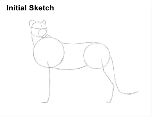 How to Draw a Cheetah (Color) VIDEO & Step-by-Step Pictures