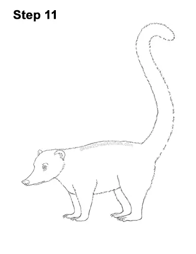 How to Draw a Coati VIDEO & Step-by-Step Pictures