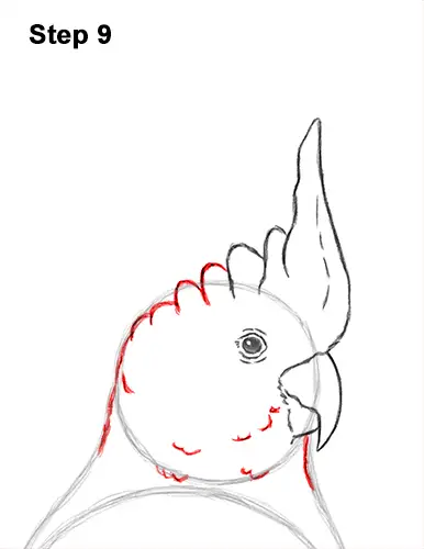 How to Draw a Cockatoo VIDEO & Step-by-Step Pictures
