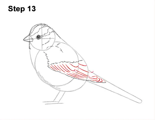 How to Draw a White-Crowned Sparrow VIDEO & Step-by-Step Pictures
