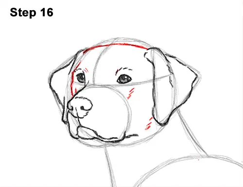 How to Draw a Dalmatian Dog VIDEO & Step-by-Step Pictures