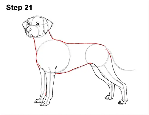 How to Draw a Dalmatian Dog VIDEO & Step-by-Step Pictures