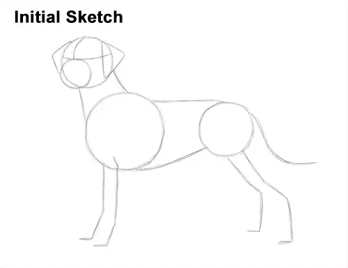 How to Draw a Dalmatian Dog VIDEO & Step-by-Step Pictures