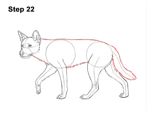 How to Draw a Dingo VIDEO & Step-by-Step Pictures