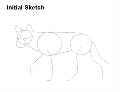 How to Draw a Dingo VIDEO & Step-by-Step Pictures