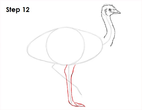 How to Draw an Emu