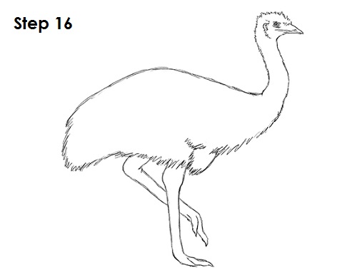 How to Draw an Emu