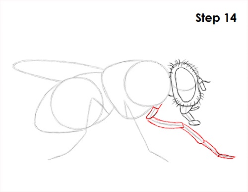 How to Draw a Fly