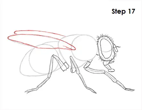 How to Draw a Fly