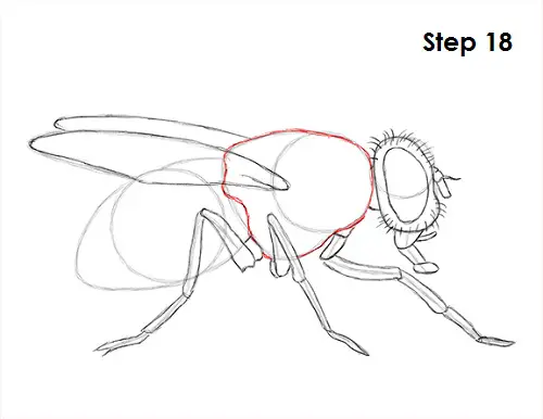 How to Draw a Fly