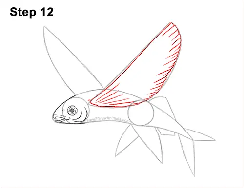 How to Draw a Flying Fish || VIDEO & Step-by-Step Pictures