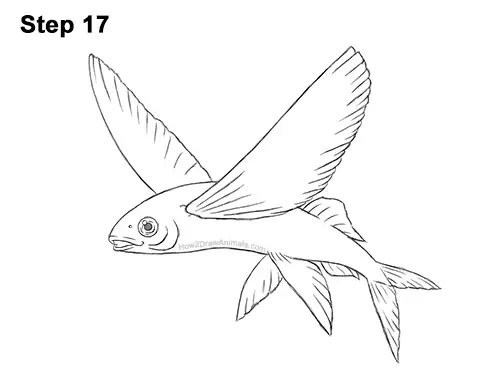 How to Draw a Flying Fish || VIDEO & Step-by-Step Pictures