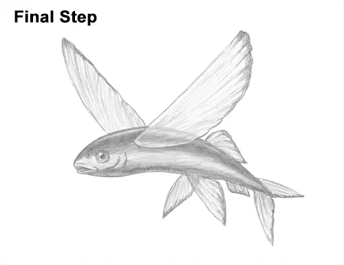 How to Draw a Flying Fish || VIDEO & Step-by-Step Pictures