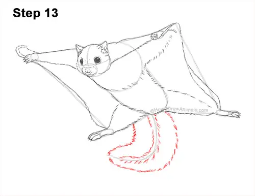 How to Draw a Flying Squirrel VIDEO & Step-by-Step Pictures