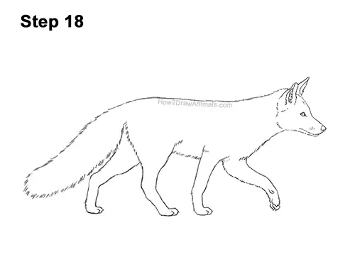 How to Draw a Fox (Color) VIDEO & Step-by-Step Pictures