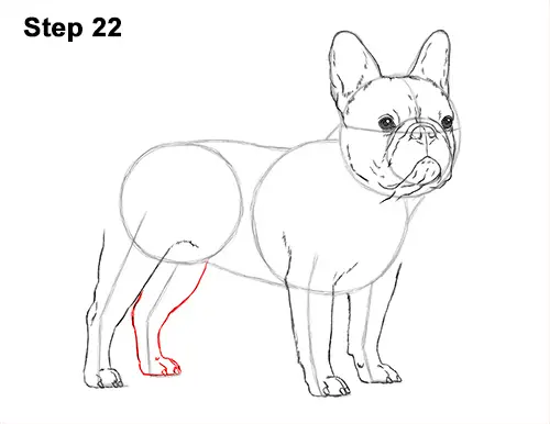 How to Draw a Dog (French Bulldog)