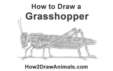 Grasshopper Insect Drawing