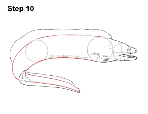 How to Draw an Eel (Green Moray) VIDEO & Step-by-Step Pictures