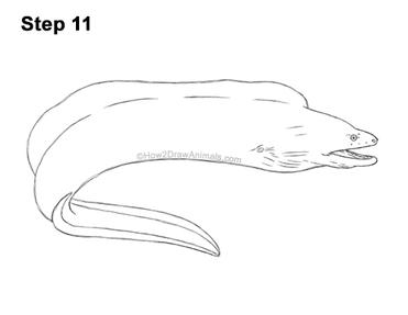 Moray Eel Drawing
